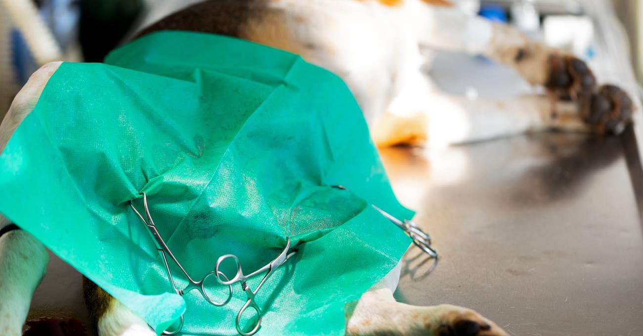 The Hidden Downside To Early Spaying Or Neutering