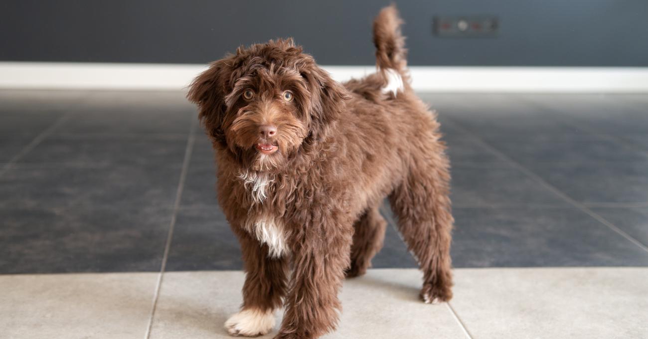 The Hidden Downside To Designer Dog Breeds | Everything Labradors