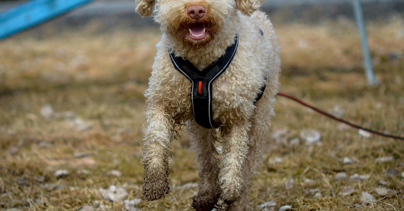27 Dog Breeds Only True Canine Aficionados Will Identify