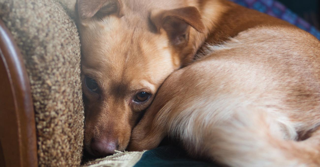 Best Dogs For Anxiety