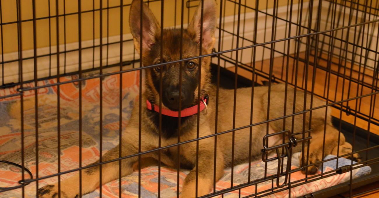 Crate Training a Puppy - First Night At Home | Everything Labradors