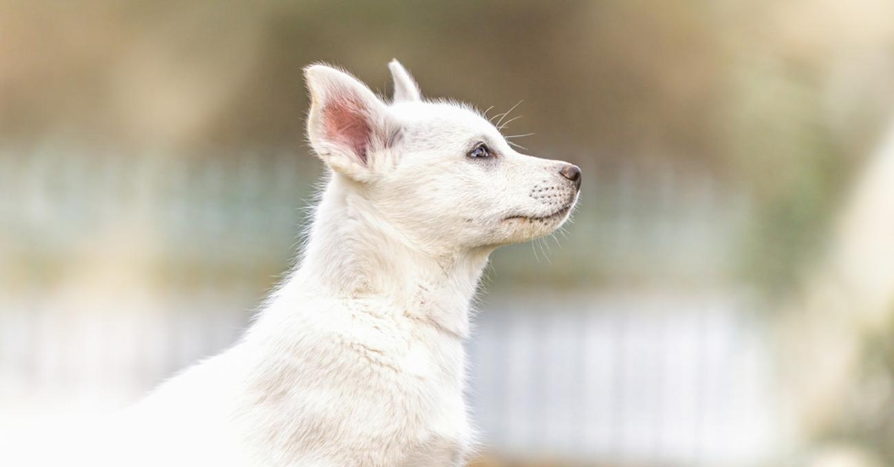 Why Do Dogs Side Eye? (Plus What It Means)