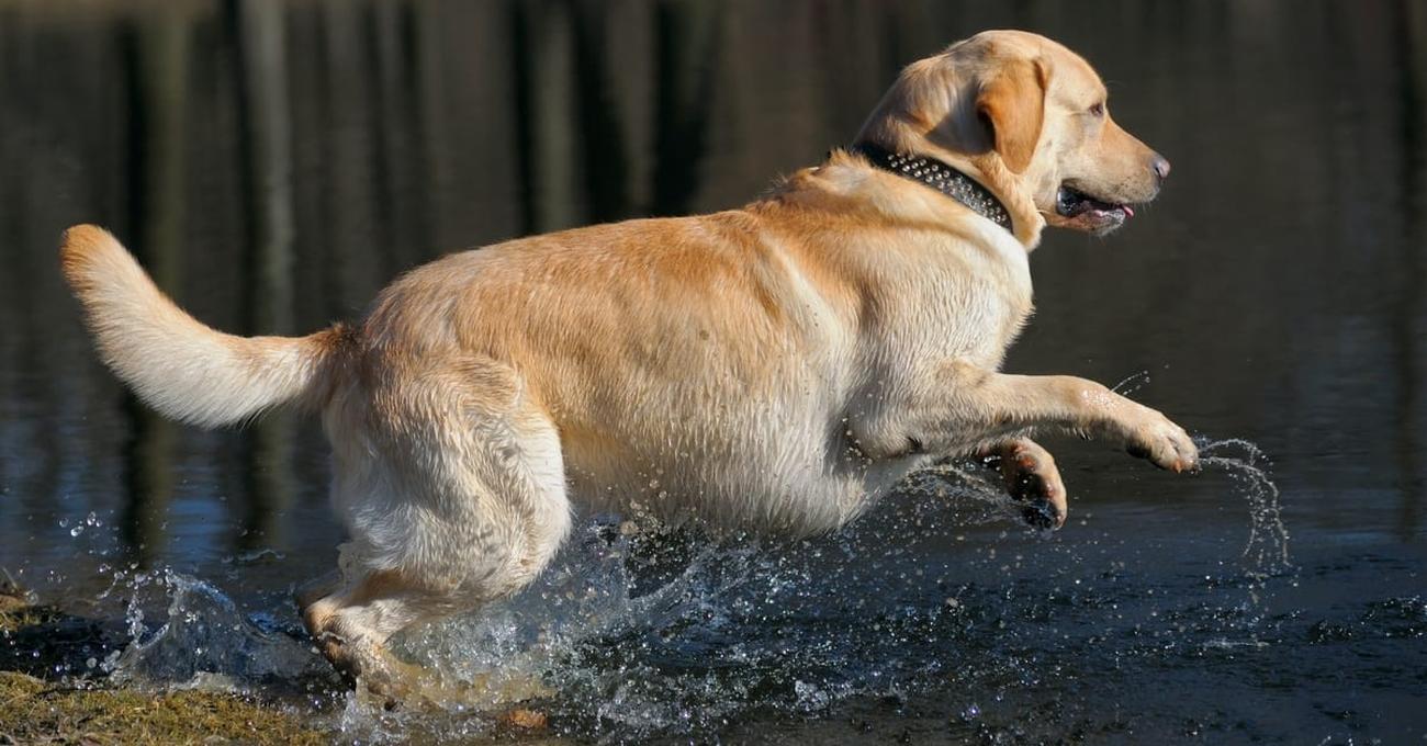Champagne Vs Yellow Labradors: (Differences Explained)