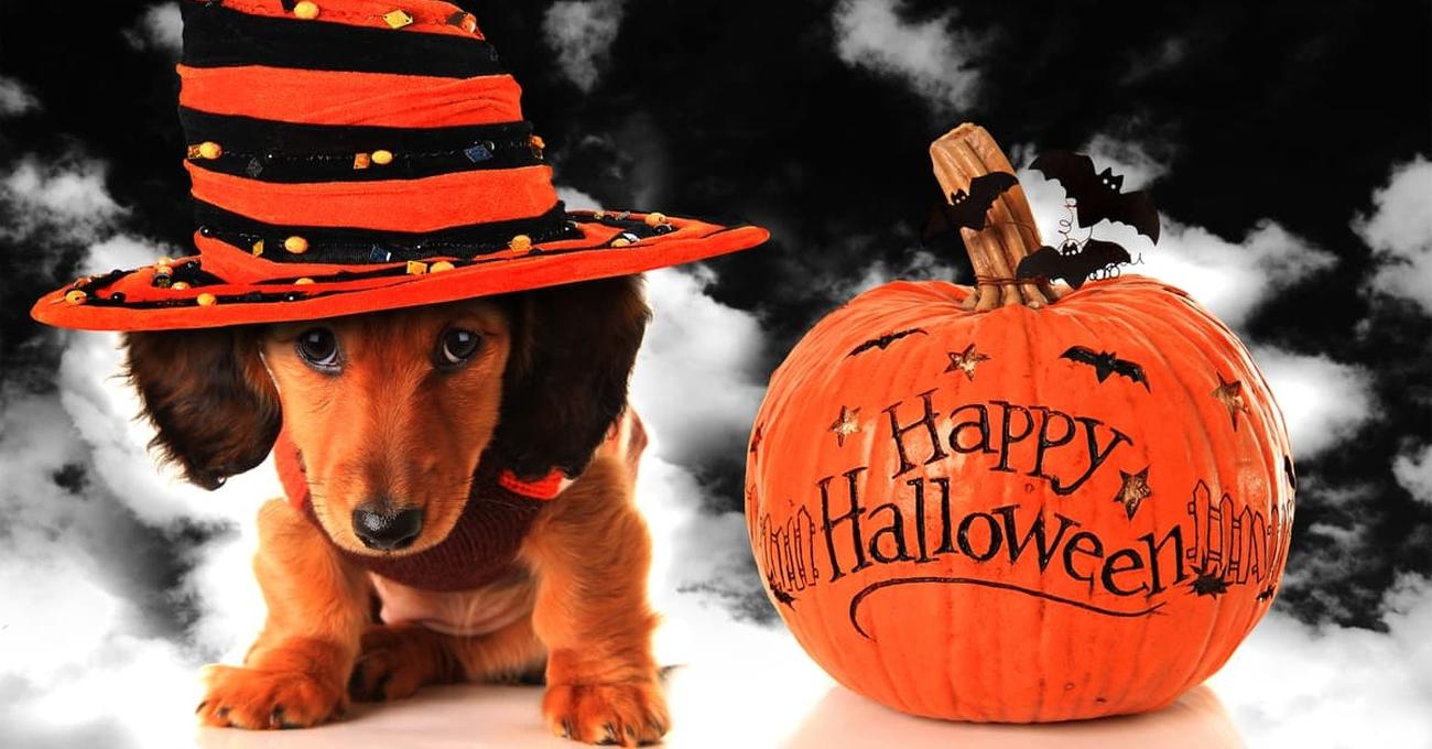 The Best Halloween Costumes for Labradors: 14 Fun Ideas for Cheap!