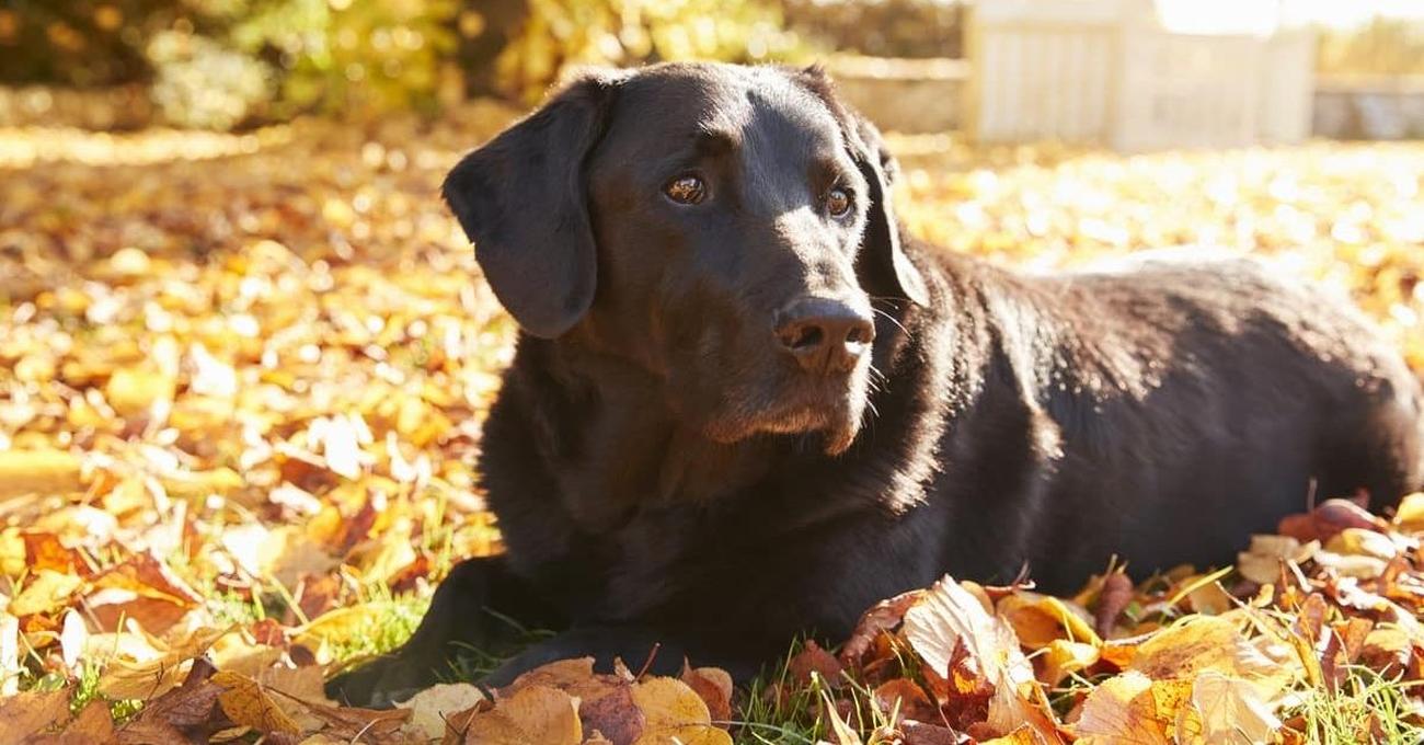 Why Is My Black Labrador Turning Brown? Reasons For Coat Color Changes