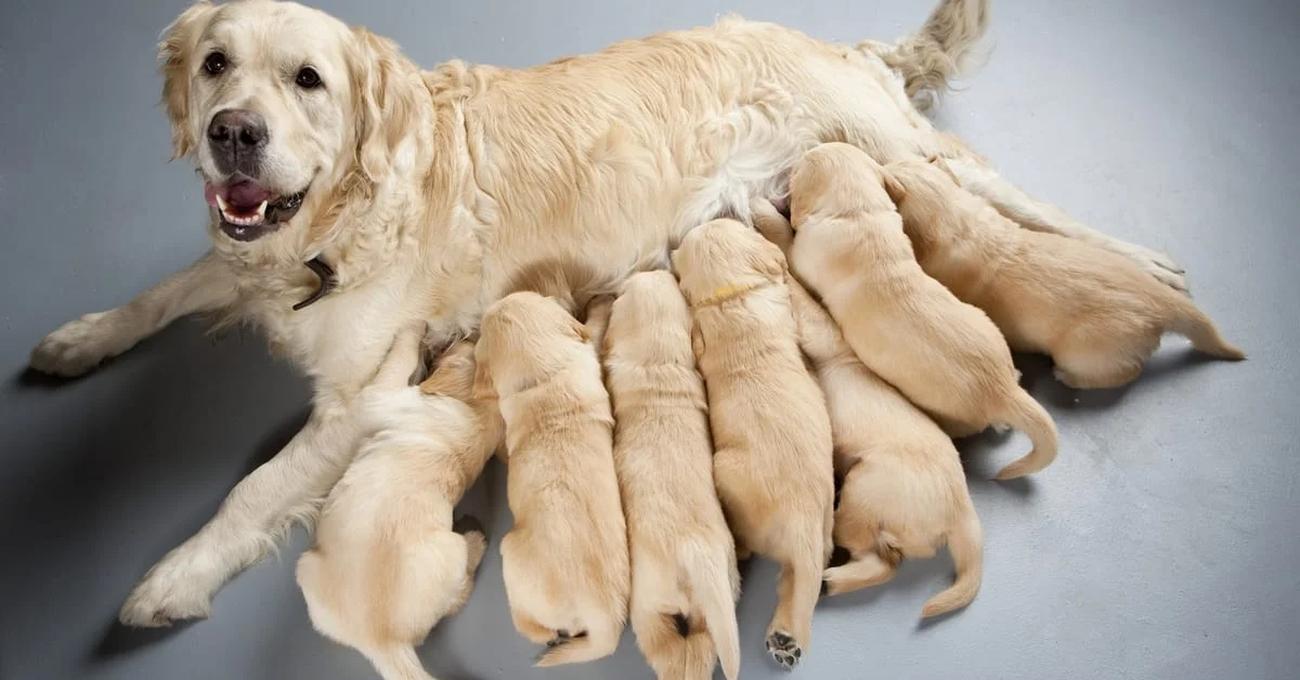 Golden Retriever Breeding Age: Male and Female