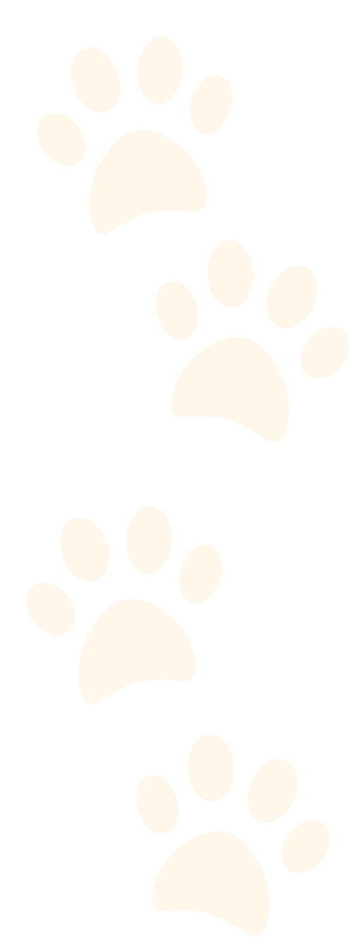 petolo Premium | Starker Krankenschutz für Hunde