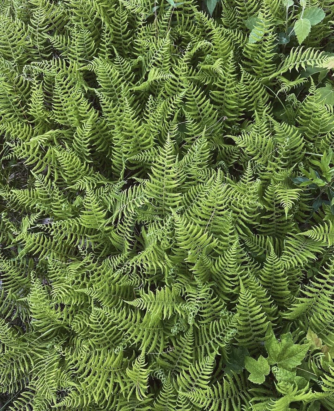 Non-Intercourse Act (1790) - MITSC Library