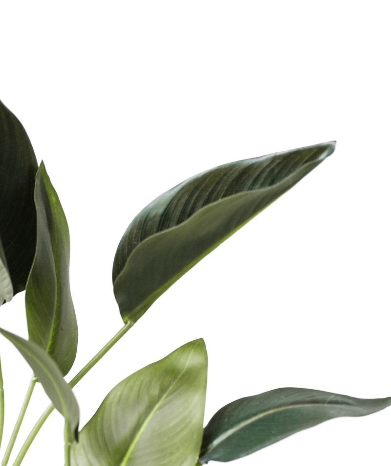 Dr. Marileana Garcia Corretjer and Dr. Johnny Huynh in Town and Country, MO