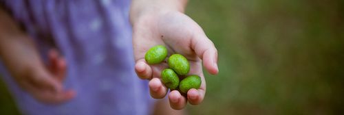 Planting native Karaka in your garden | Article