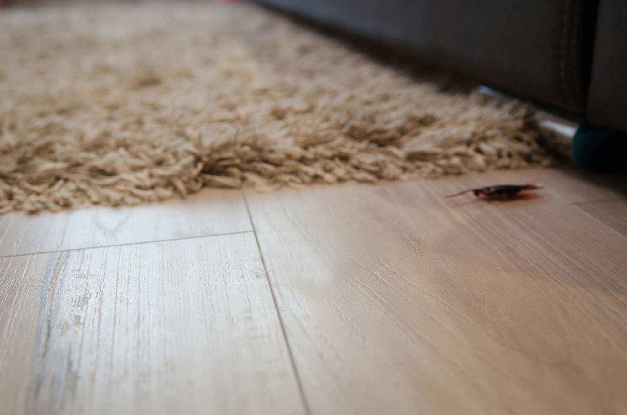 What Do Cockroaches Look Like In Brooklyn - Identification & Facts