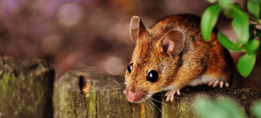 Expert Rodent Control & Rodent Removal Service in Homecrest & Brooklyn