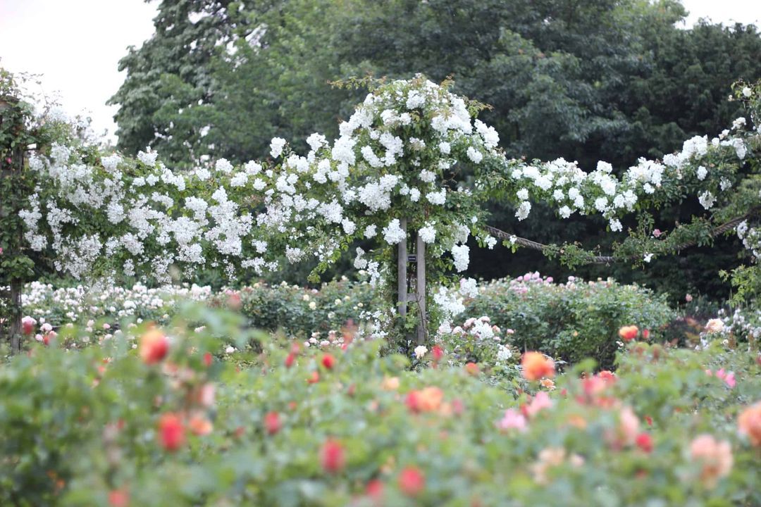 Where to see roses in London
