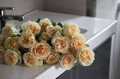 The Art of Resurrection: Reviving Wilted Cut Roses Like a Pro