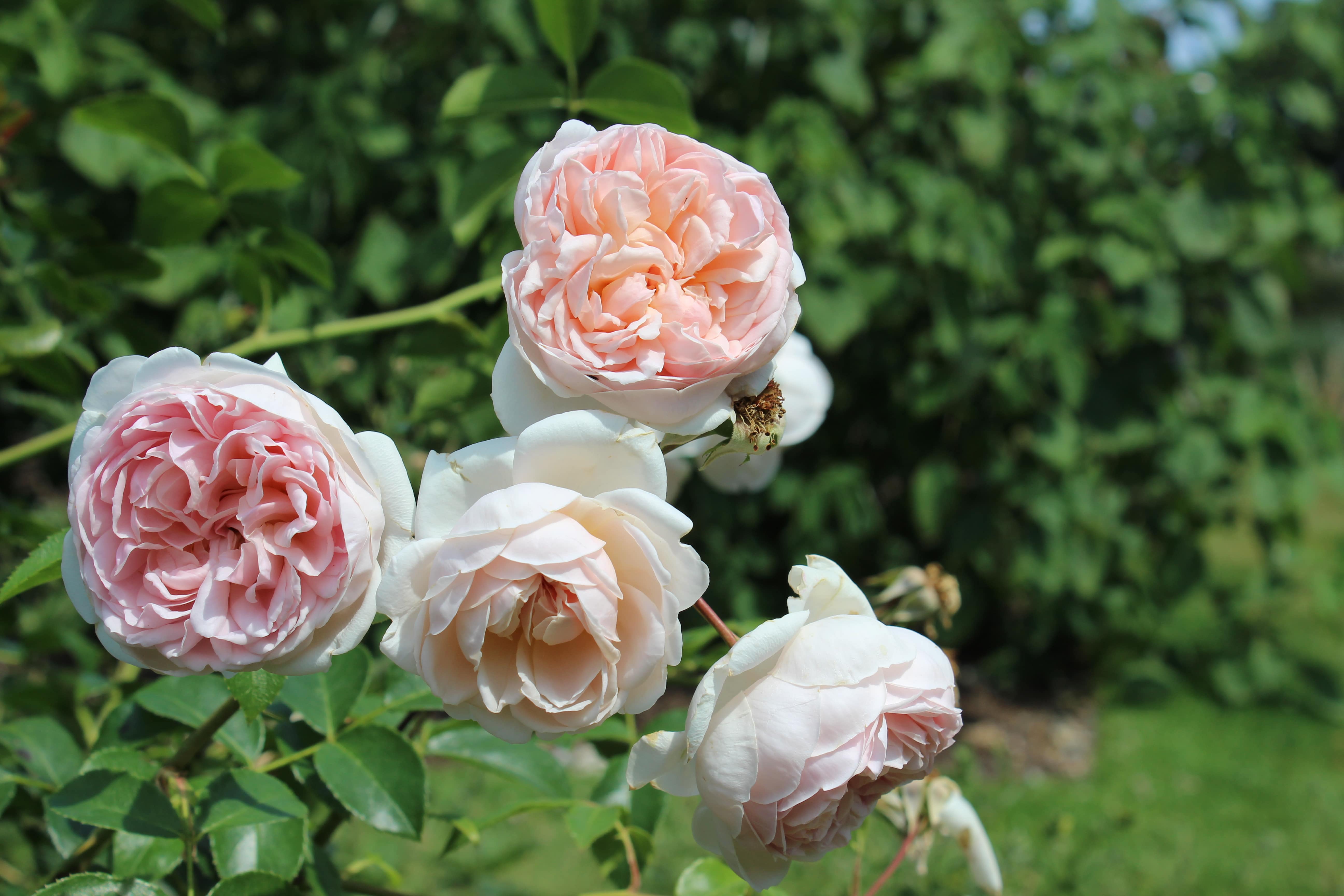 Discover the Enchanting Kew Gardens Rose Garden: A Floral Paradise