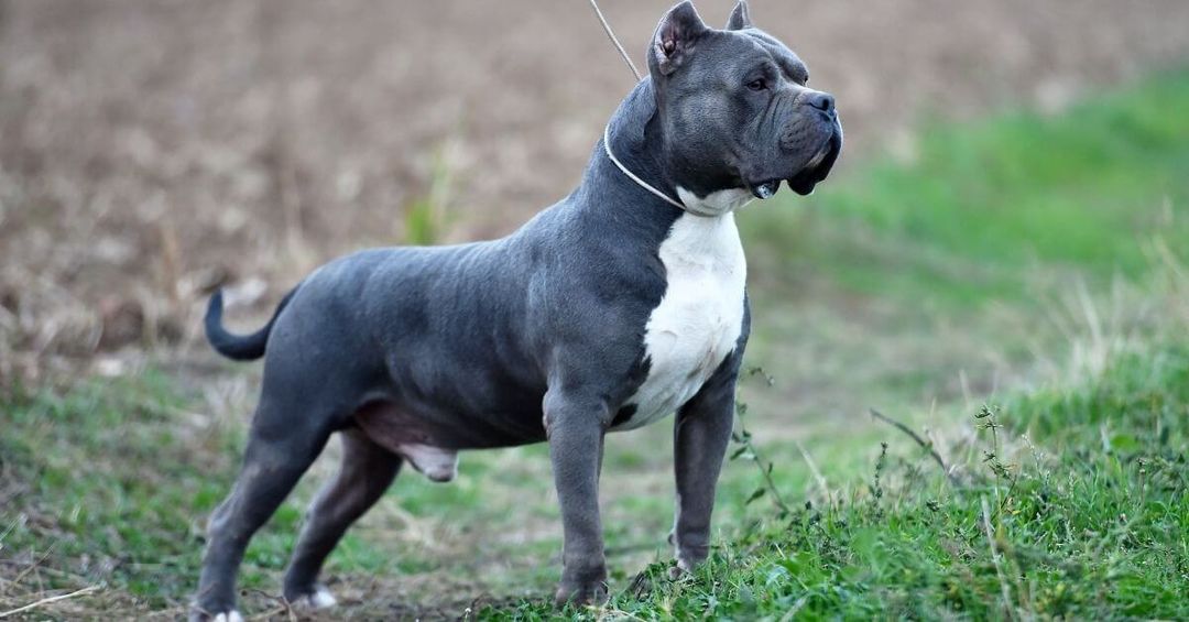 American Bully | Un cane affettuoso e socievole!