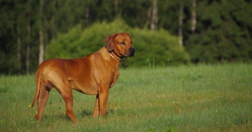 Rhodesian Ridgeback | Il cane più unico al mondo!