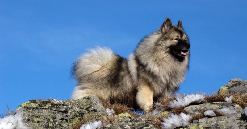 Spitz Loup | Le chien le plus malicieux du monde