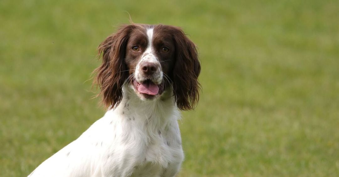 Springer Spaniel | ¡El perro más versátil del mundo!
