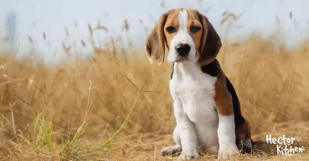 Chien de chasse : Les races idéales pour les amateurs de chasse
