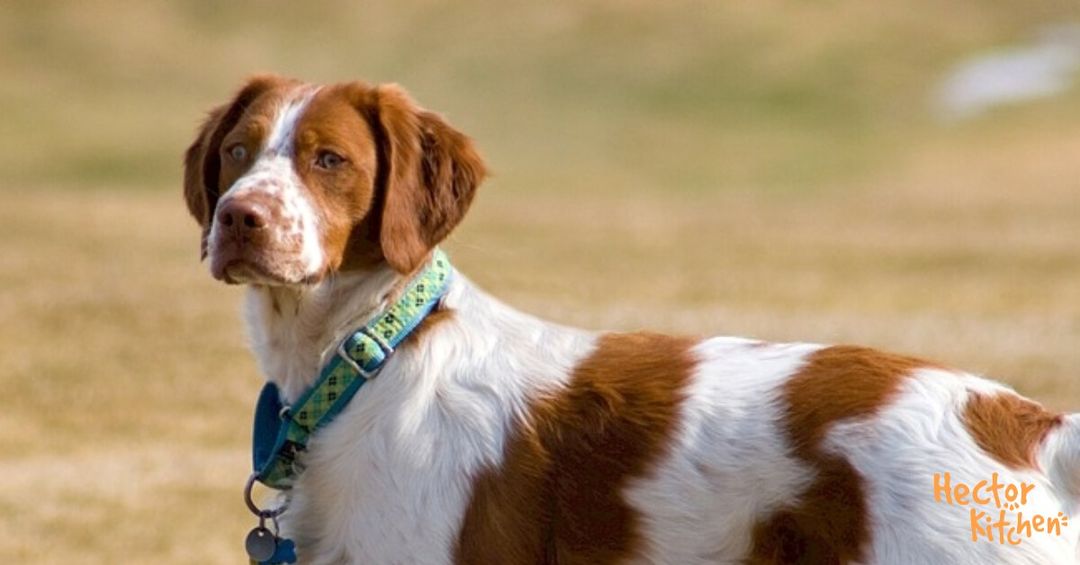 17 razas de perros de origen francés [Lista 2024]