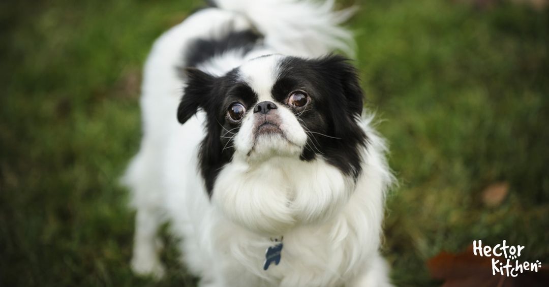 Cani da compagnia: scopri le razze ideali per la compagnia