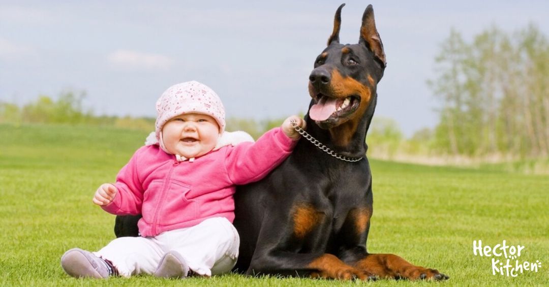 Perro guardián: las razas más devotas [TOP 50]