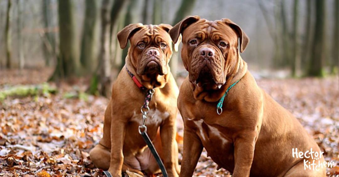 Race de chien molosse : Découvrez les géants au cœur tendre