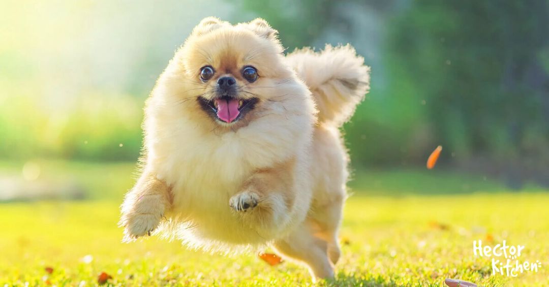Chiens nains : découvrez les races adorables et minuscules