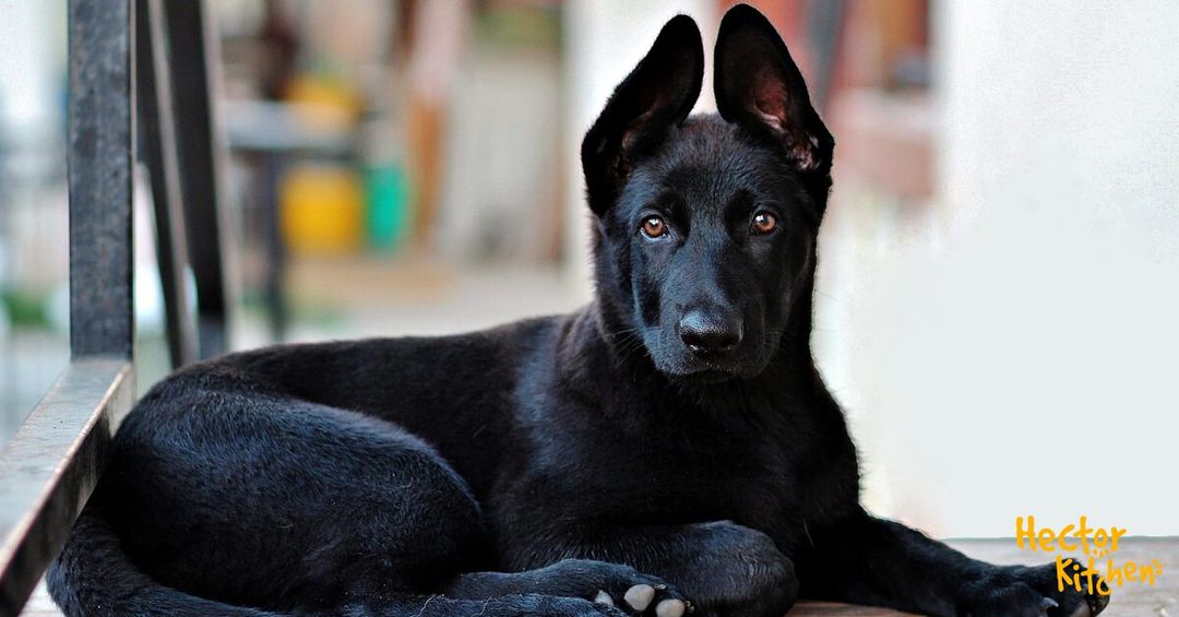 Perro negro: las razas elegantes y misteriosas de un vistazo