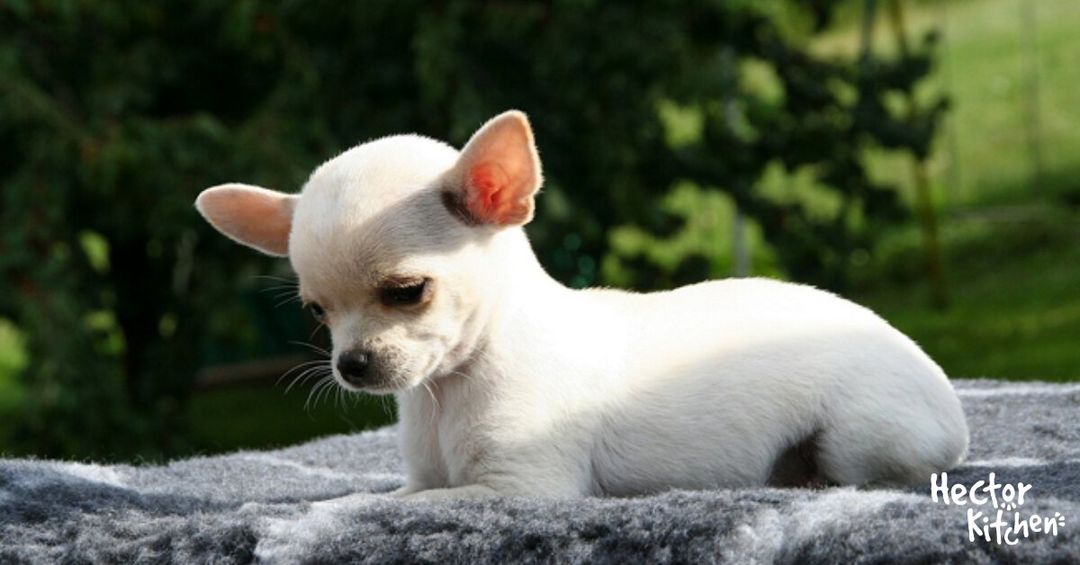 Chiens qui restent petits : découvrez les races de petite taille