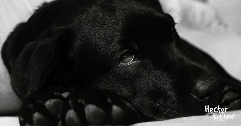 Vers chez le chien : symptômes, traitements et prévention