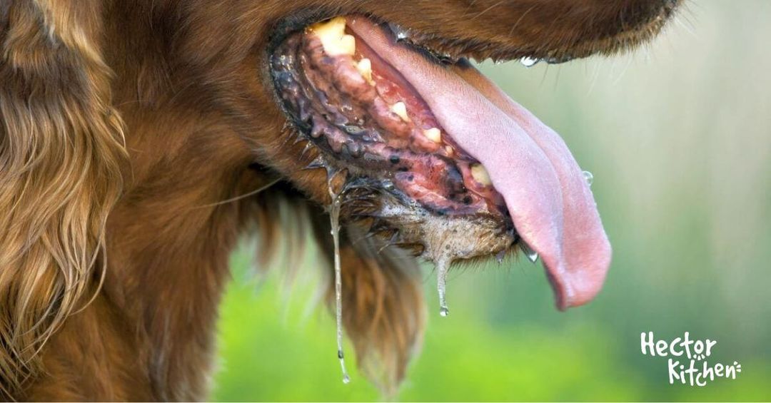 Chien qui bave : causes, solutions et conseils