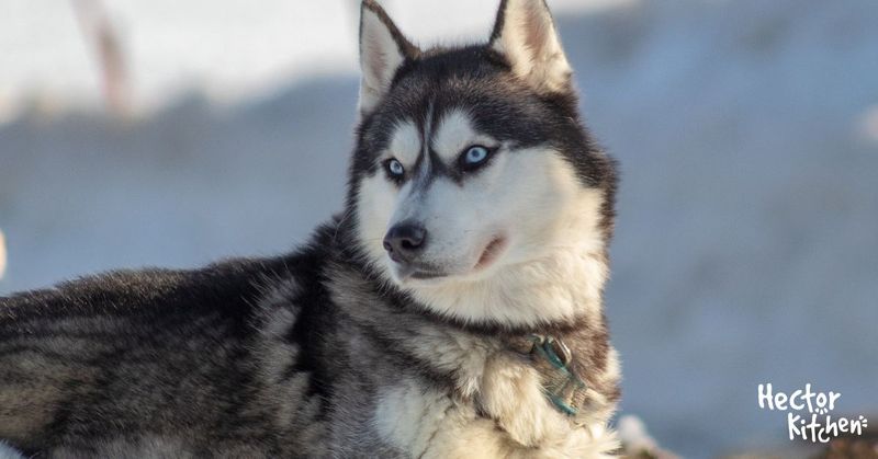 Husky | Un cane incredibilmente sportivo e leale!