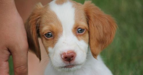 Breton Spaniel | ¡Un perro amable, deportivo y fácil de entrenar!