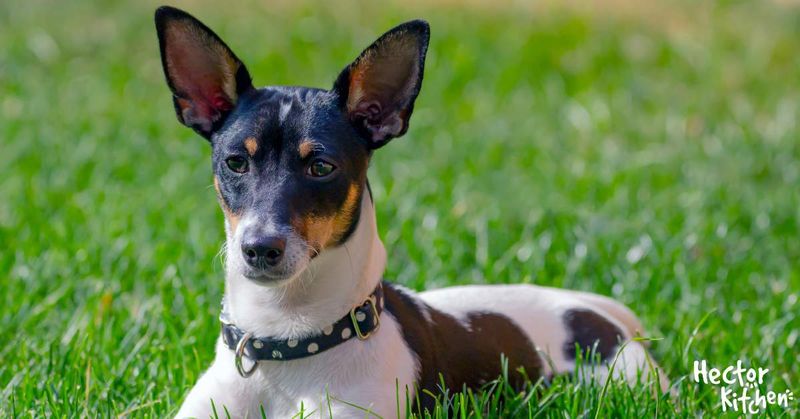 Toy Fox Terrier | Un cane energico, giocoso e devoto!