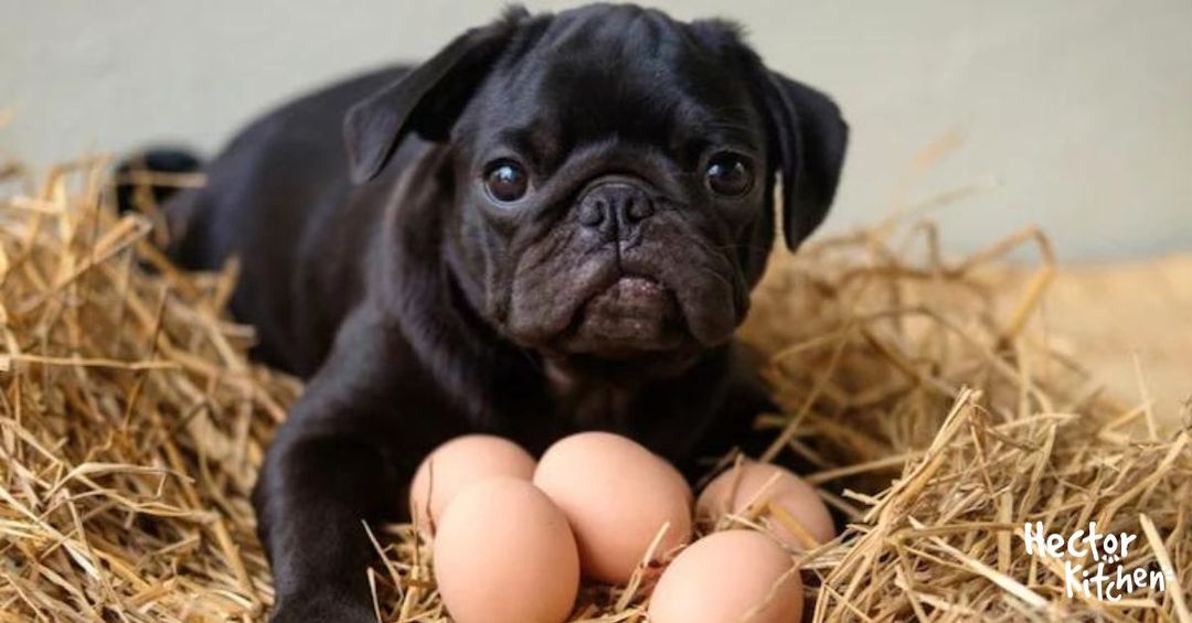 Darle huevos a mi perro: ¿una buena idea?