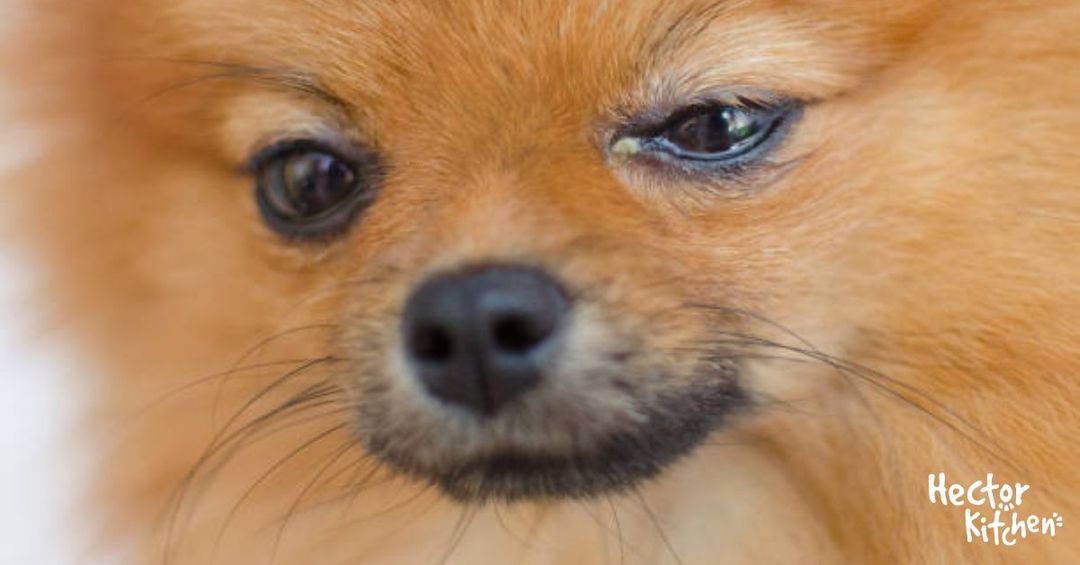 Conjuntivitis en perros: síntomas y tratamientos