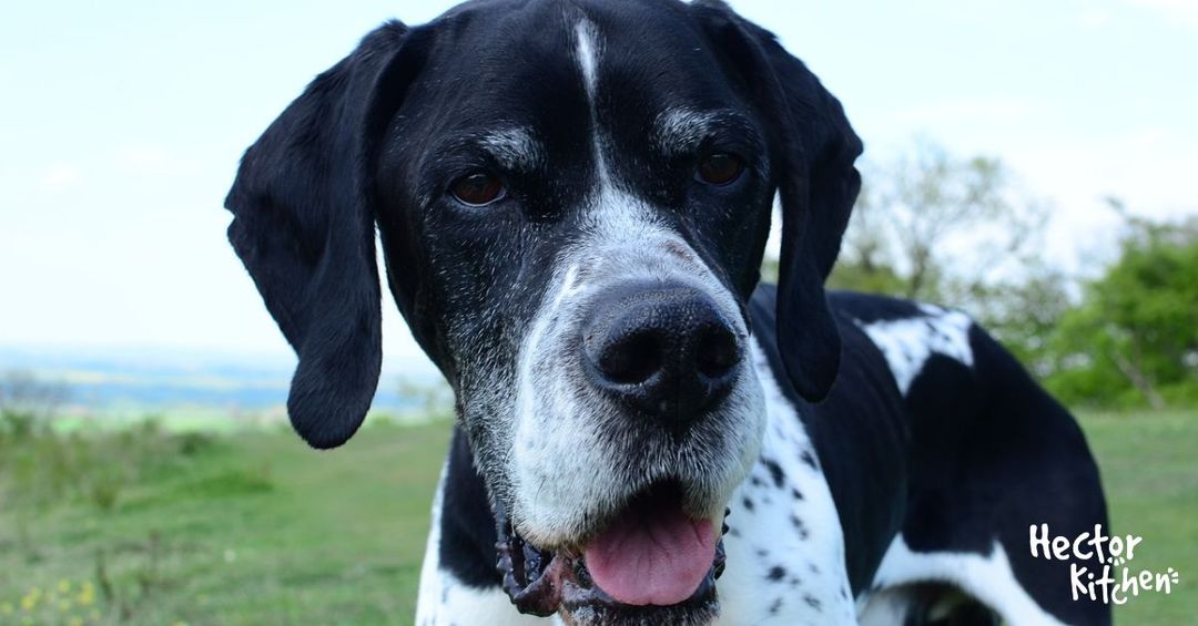 Pointer anglais | Le chien le plus loyal du monde