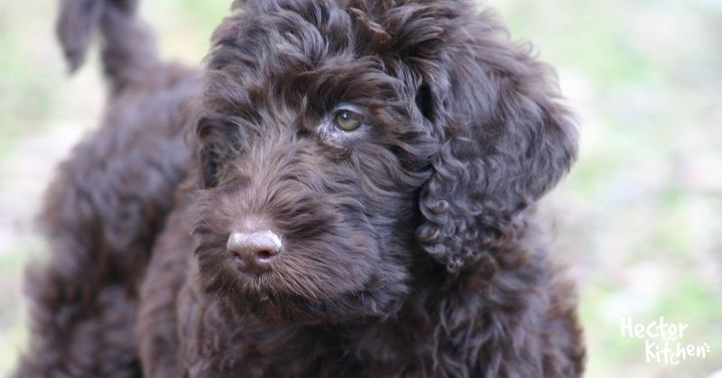 Labradoodle | Le chien le plus doux du monde