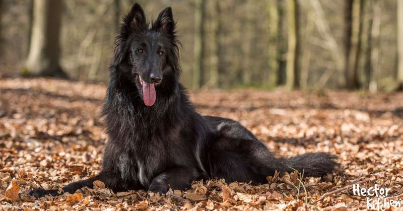 Groenendael | Chien d'exception, ami fidèle