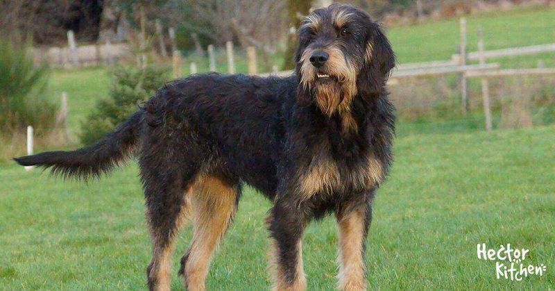 Griffon Nivernais | Chien persévérant, sociable