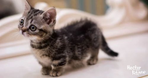 Découvrez les Chats Nains : Races Compactes et Charmantes