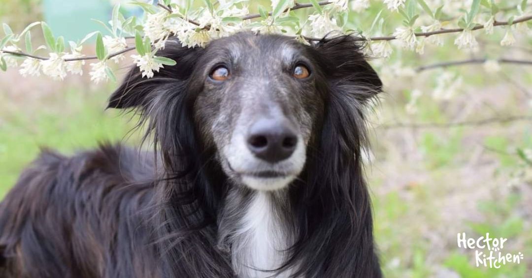 Silk Greyhound | Una razza elegante con un'agilità eccezionale!