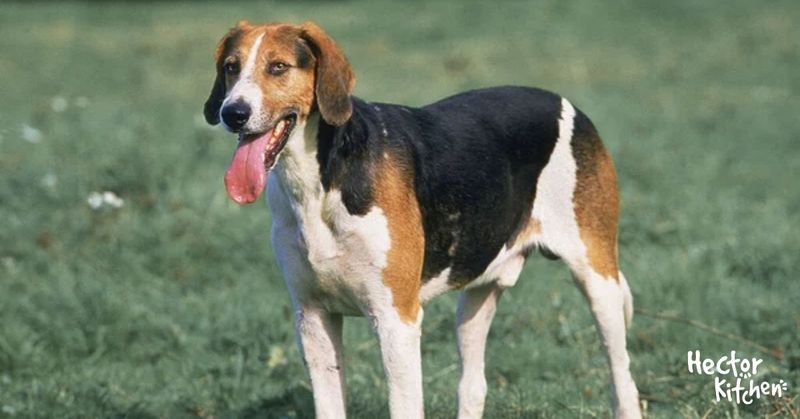 Foxhound | ¡Guía completa de esta entusiasta raza!