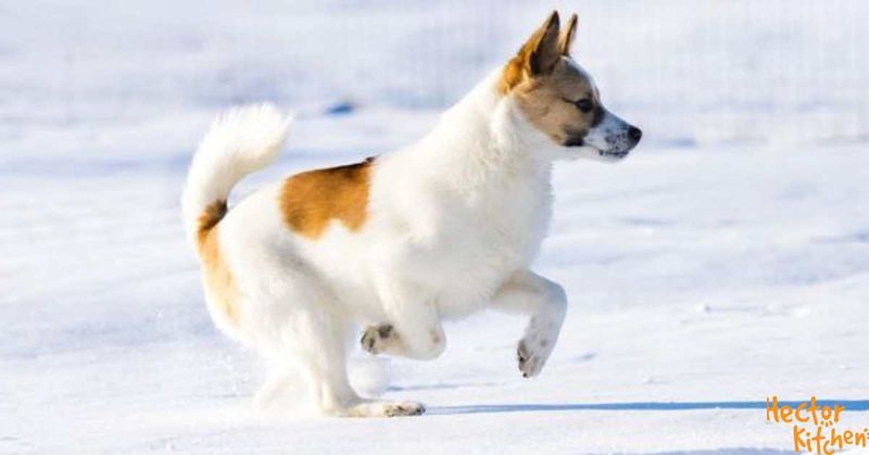 Spitz di Norrbotten | Un cane vivace al servizio dell'amore