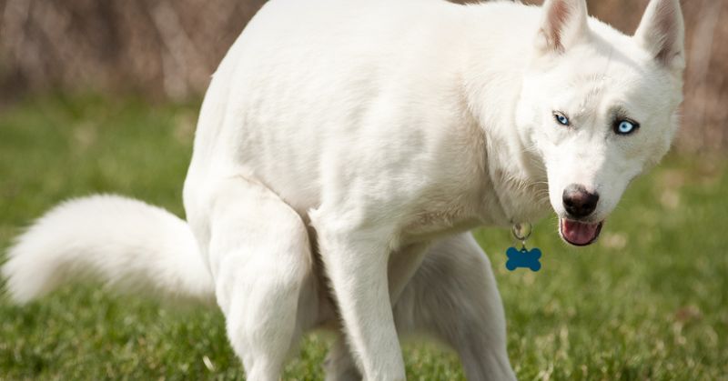 Vers chez le chien : symptômes, traitements et prévention