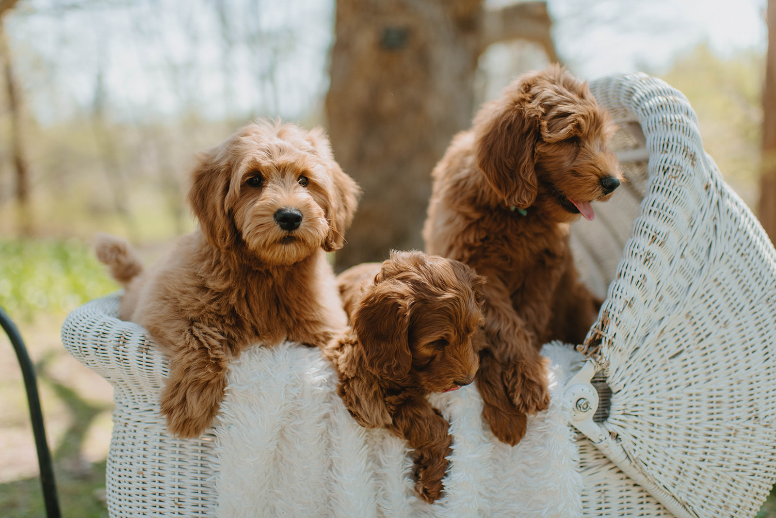 Son Mini Goldendoodles Buenas Mascotas