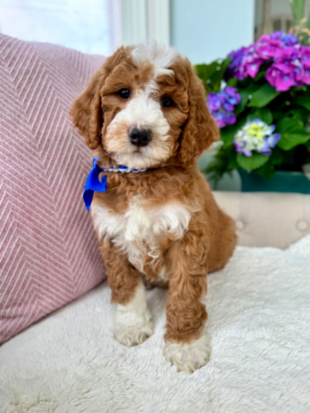 Available Puppies | Bella Mini Doodles