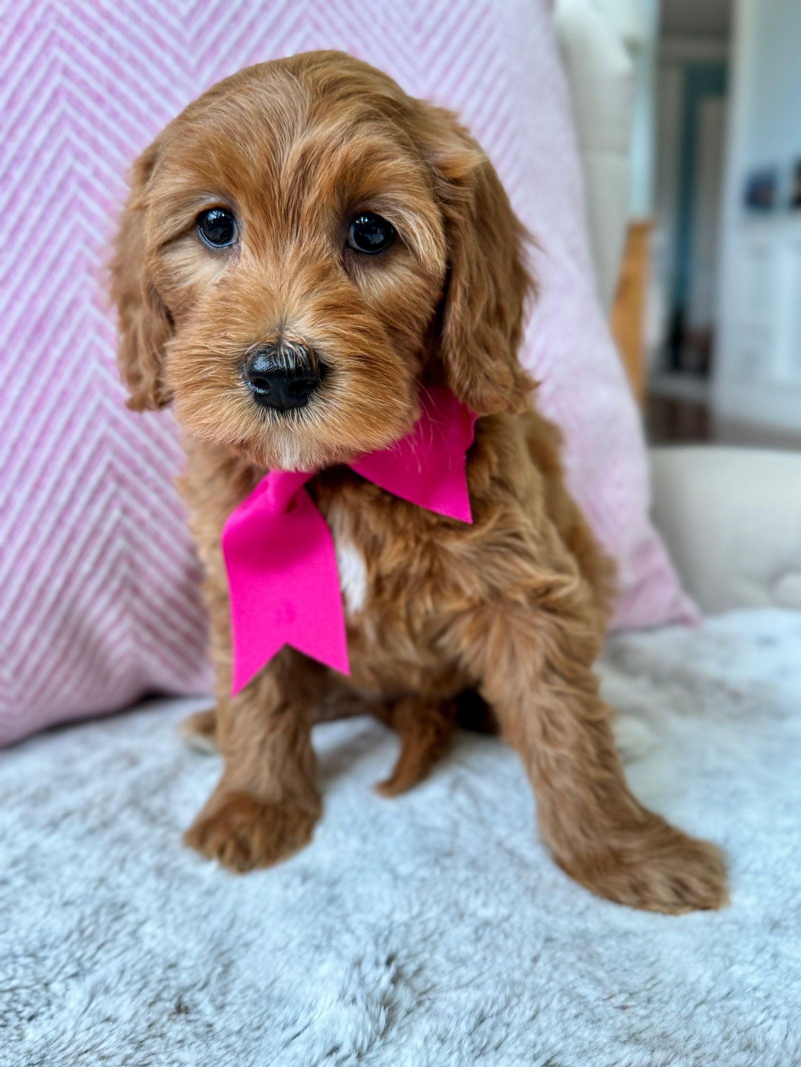 Available Puppies | Bella Mini Doodles